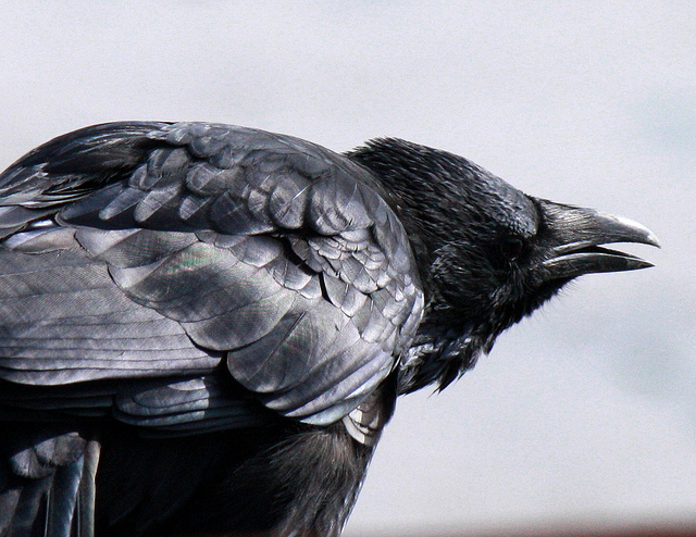 Poetry by Isabel Quintero | The James Franco Review